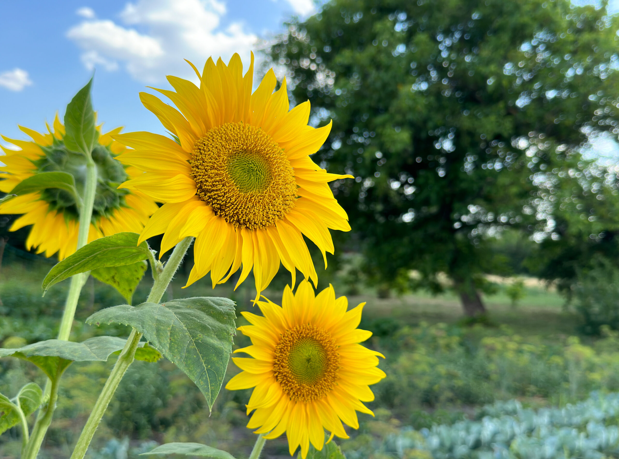Friday 19 July 2024: Free image Friday – Words Worth Writing
